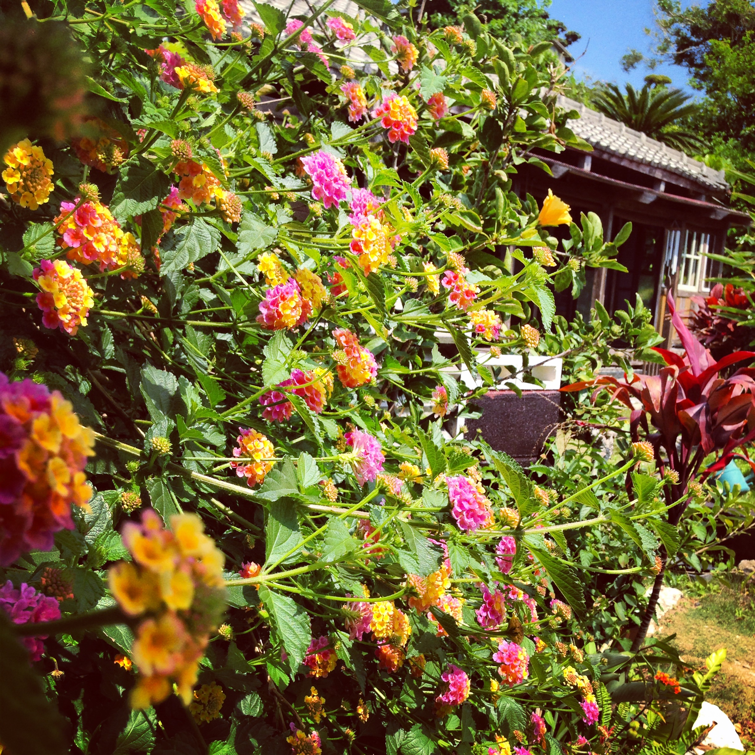 庭仕事。: subtropics island style